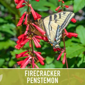 Firecracker Penstemon Seeds - Heirloom Red Beardtongue Flower - Etsy