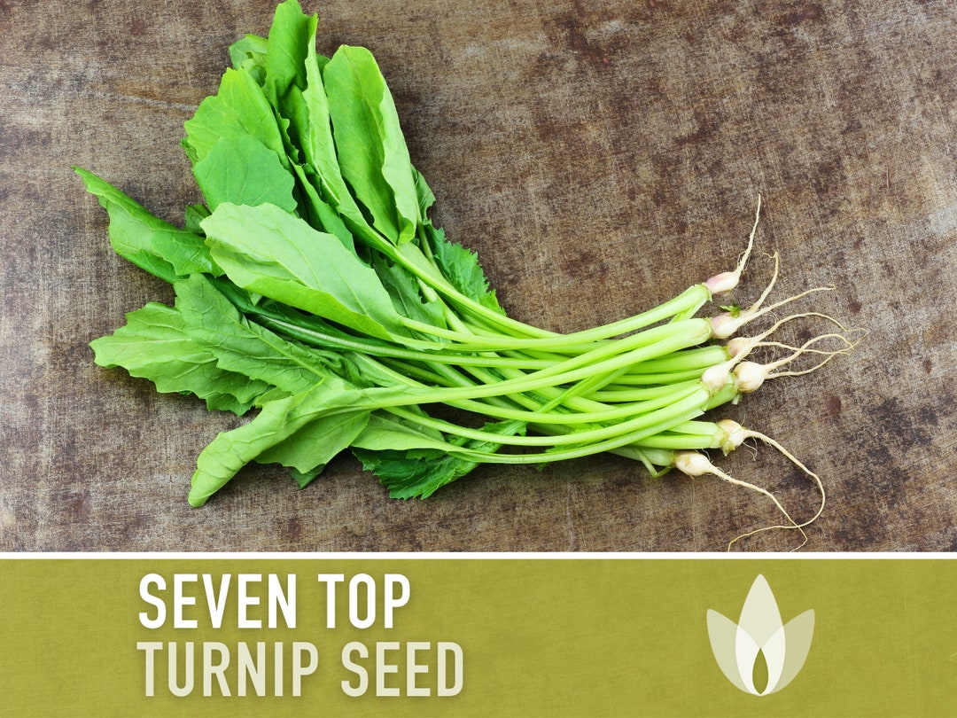 Seven Top Turnip Greens Heirloom Seeds - Turnip Greens, Non-gmo - Etsy
