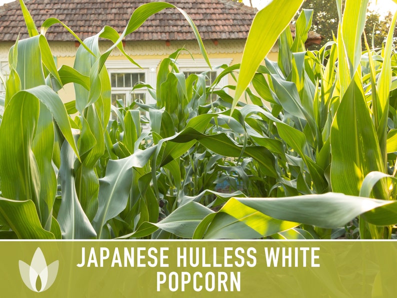 Japanese Hulless Popcorn Seeds - Dwarf Heirloom Corn - Etsy