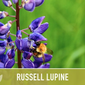 Lupine, Russell Flower Seeds - Heirloom Seeds, Showy Blooms, Pollinator ...