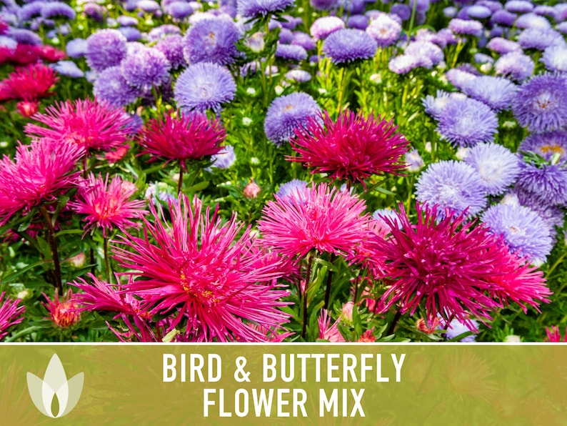 Bird & Butterfly Wildflower Seed Mix – Non GMO, Open Pollinated - Etsy