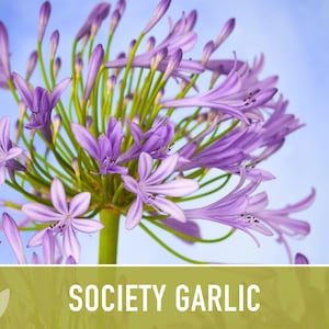 Society Garlic Seeds Heirloom Seeds, Culinary Herb Seeds, Tulbaghia Violacea, Garlic Chives ...