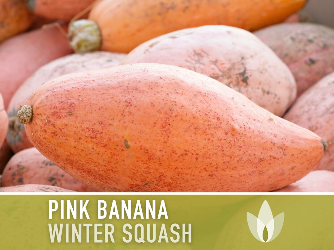 Pink Banana Winter Squash Seeds - Heirloom Seeds, Giant Butternut ...