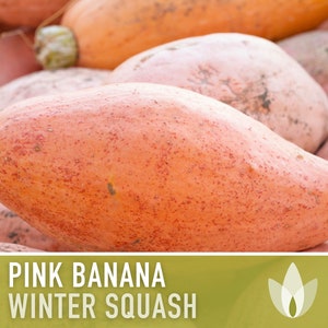 Pink Banana Winter Squash Seeds - Heirloom Seeds, Giant Butternut ...