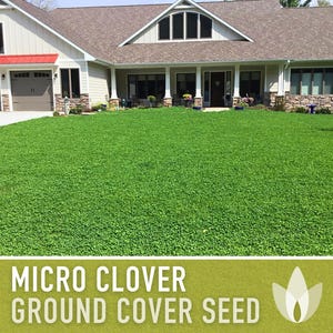 Bulk Micro Clover (mini) Ground Cover Seeds - 5,000+ White Clover Seeds ...