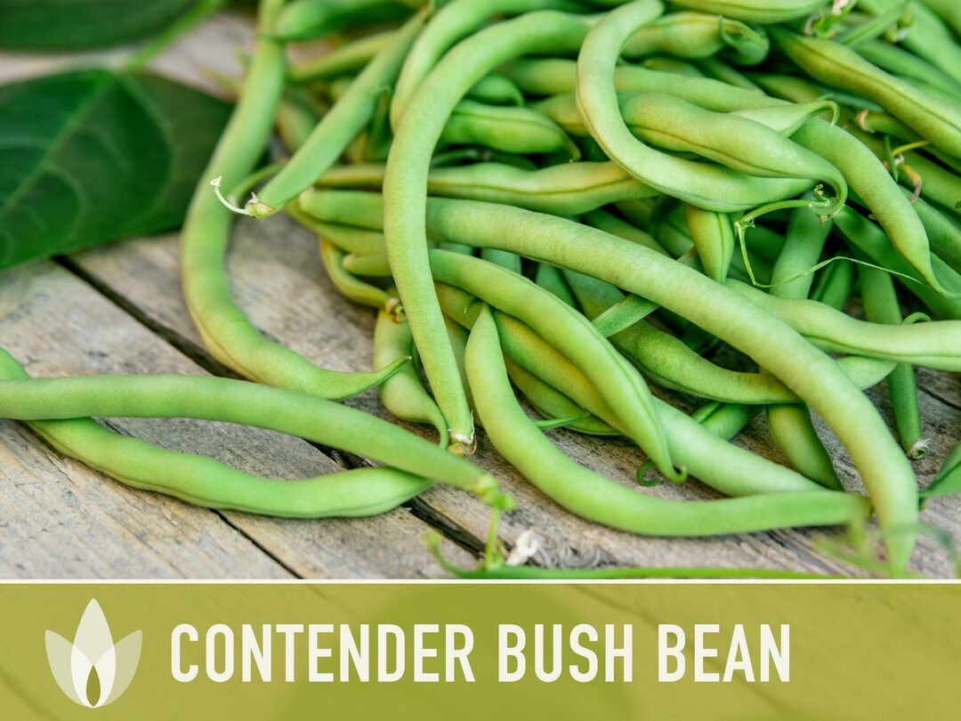 Contender Bush Bean Heirloom Seeds - Etsy