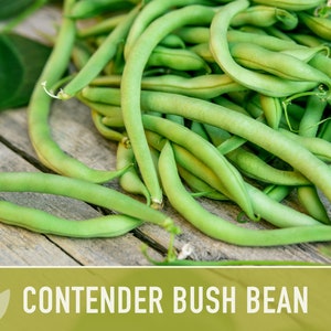 Contender Bush Bean Seeds - Heirloom, Stringless, Open Pollinated ...