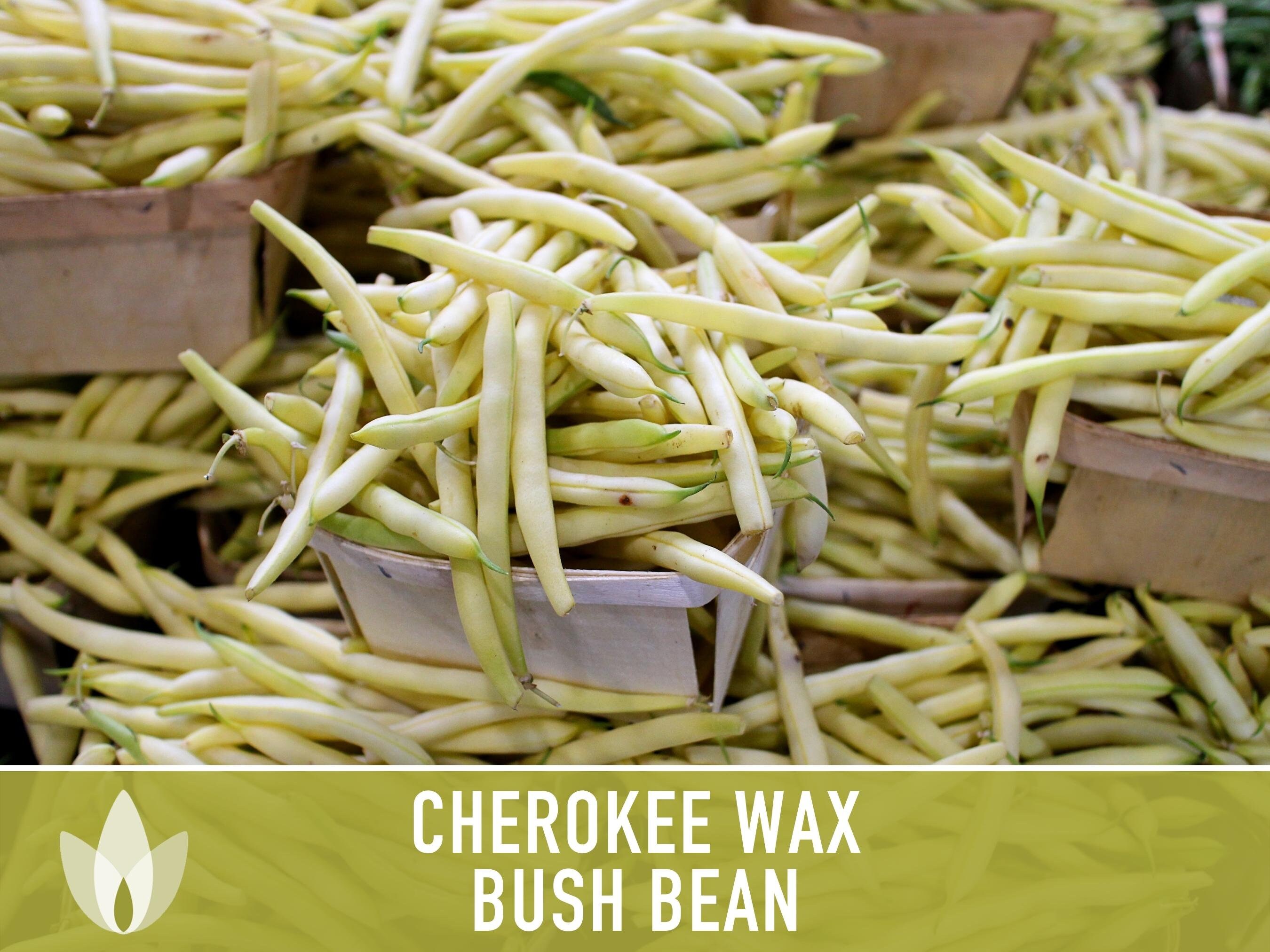 Cherokee Wax Bush Bean Heirloom Seeds - Etsy