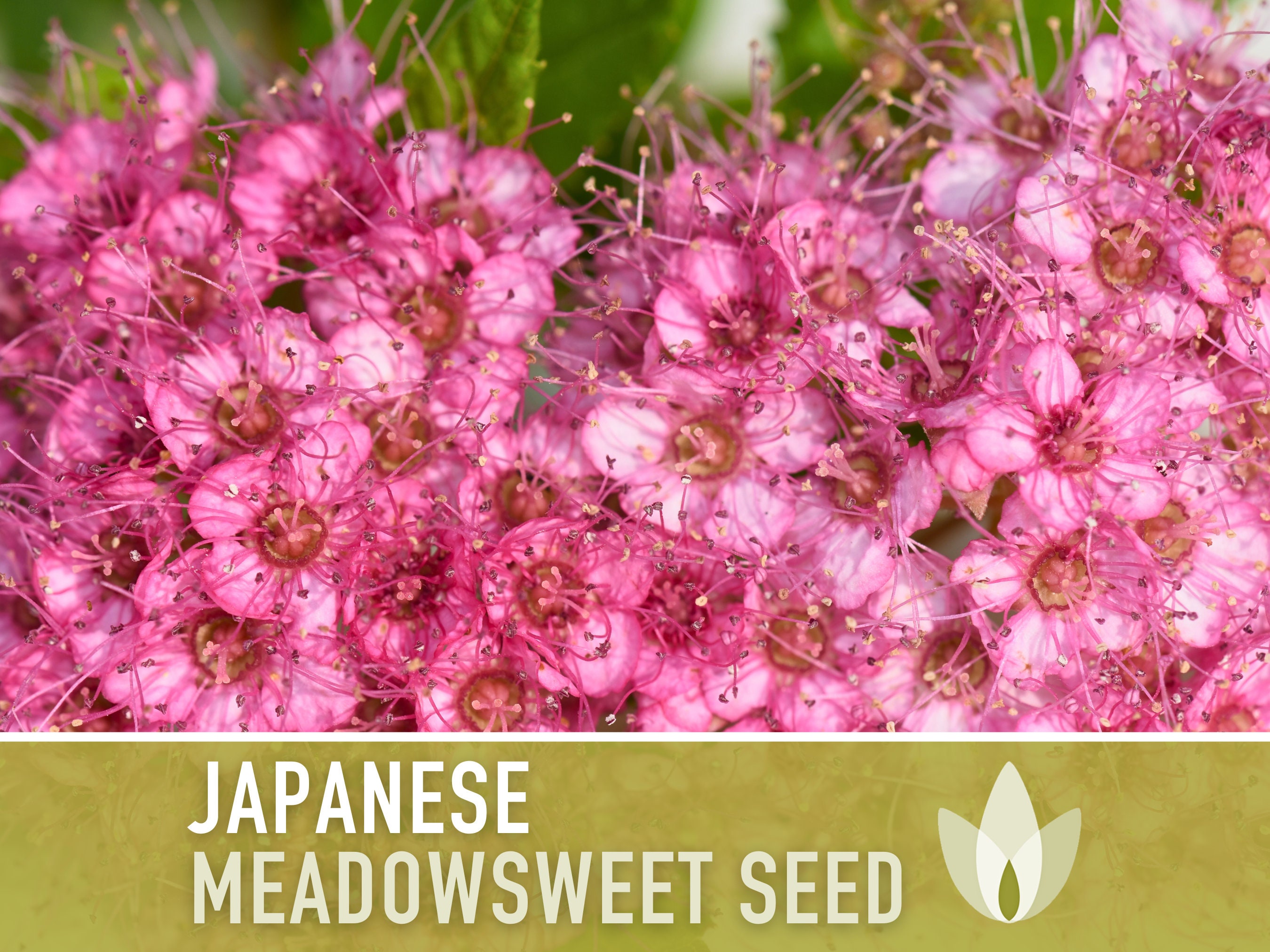 Japanese Meadowsweet Seeds - Heirloom Spiraea Japonica, 50 Seeds - Etsy