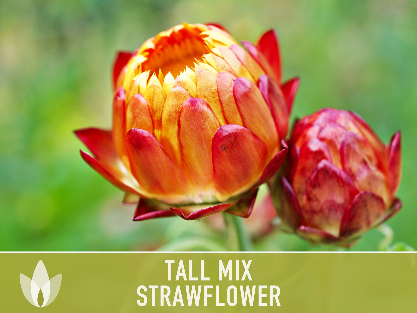 Strawflower, Tall Mix Heirloom Seeds Flower Seeds, Cut Flower, Dried ...