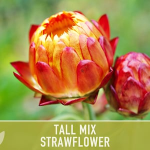 Strawflower, Tall Mix Heirloom Seeds - Flower Seeds, Cut Flower, Dried ...