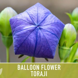 Balloon Flower, Toraji Flower Seeds - Heirloom Seeds, Ancient Medicinal ...