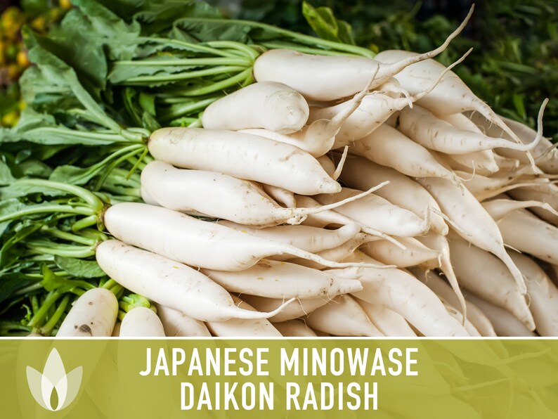Japanese Minowase Daikon Radish Heirloom Seeds Root - Etsy