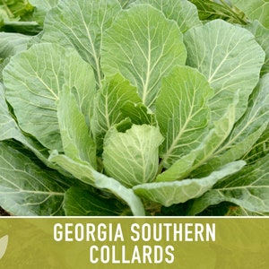 Georgia Southern Collards Heirloom Seeds - Etsy