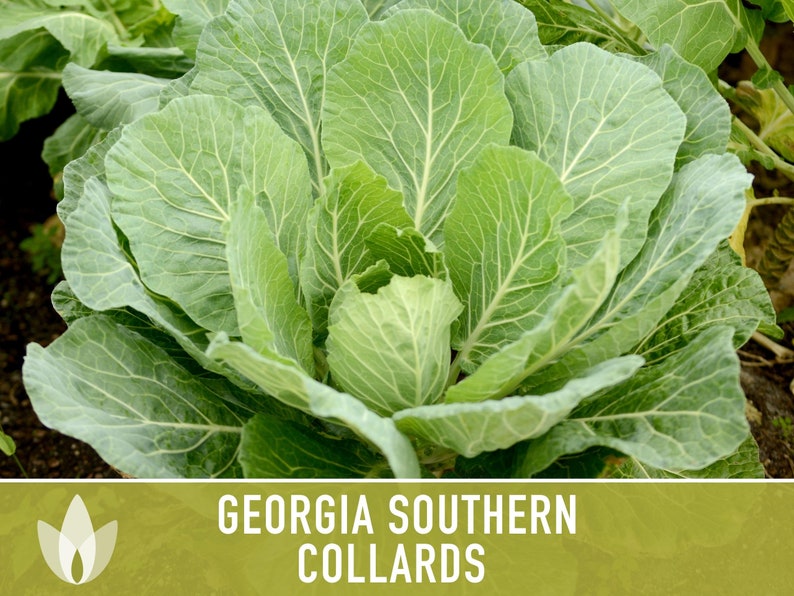 Georgia Southern Collards Heirloom Seeds - Etsy