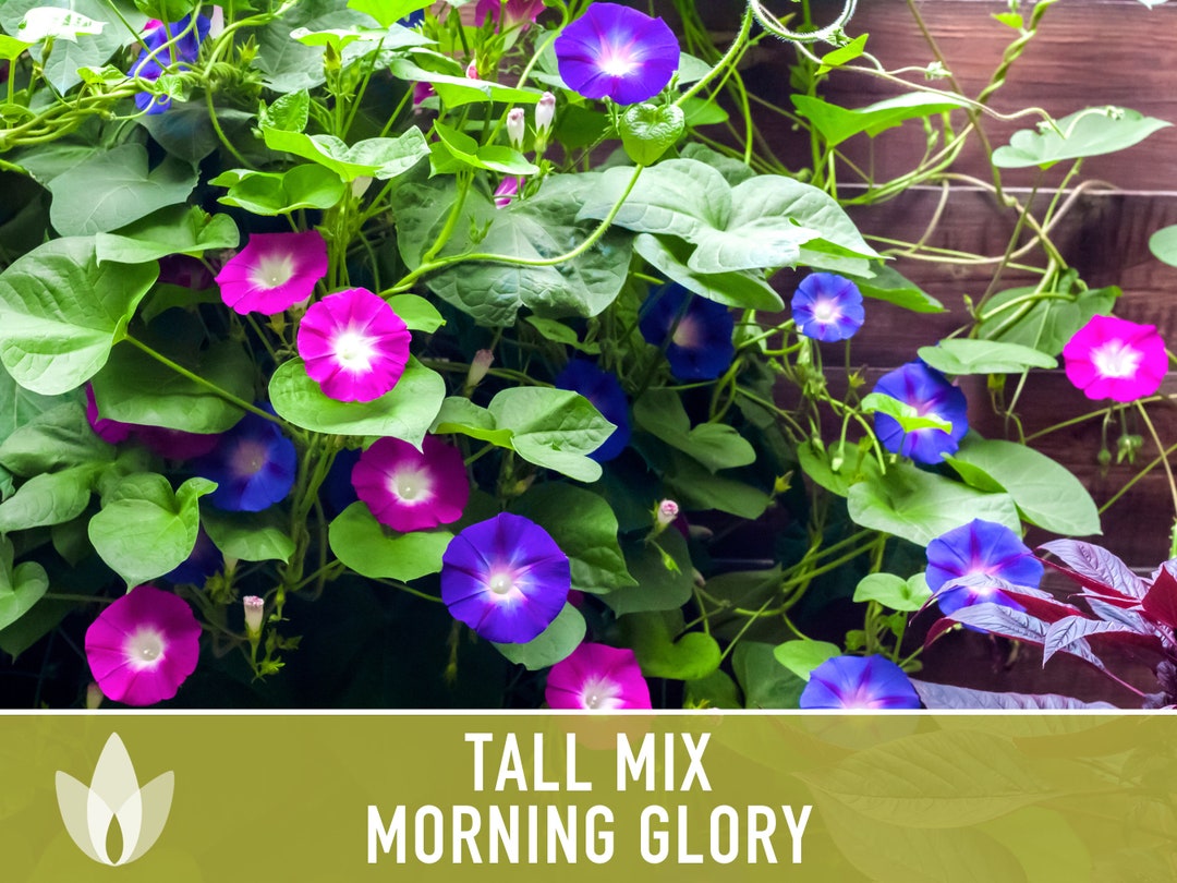 Morning Glory, Tall Mix Heirloom Seeds, Flower Seeds, Vine, Mixed ...