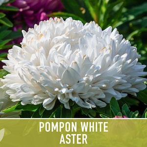 Aster, Pompon White Flower Seeds - Heirloom Seeds, China Aster, Pompon ...