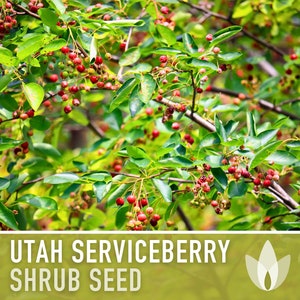 Utah Serviceberry - 10 Seeds - Heirloom Shrub Seeds, Purple Berries ...