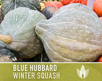 Winter Squash Baby Blue Hubbard Seeds / Heirloom Seeds Winter Squash ...