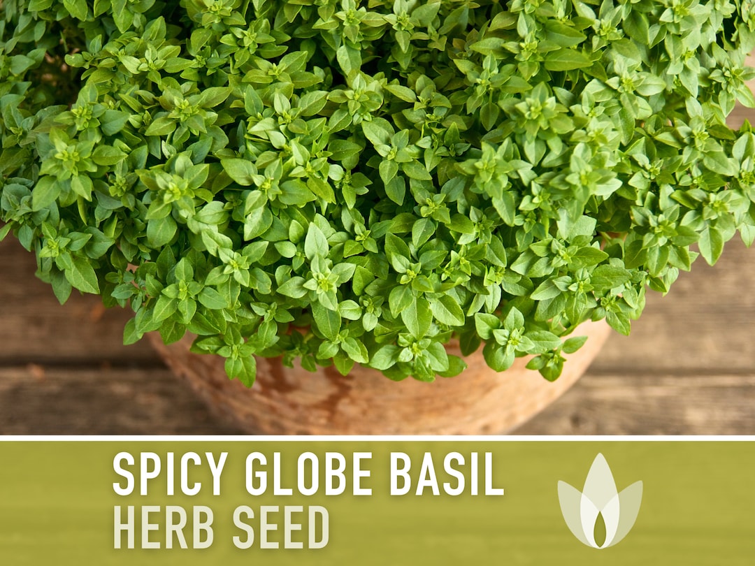 Spicy Globe Basil Seeds - Dwarf Basil, Greek Basil, Heirloom Seeds ...