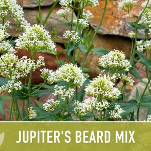 Jupiter's Beard Flower Seeds - Heirloom Seeds, Red & White Blooms, Red ...
