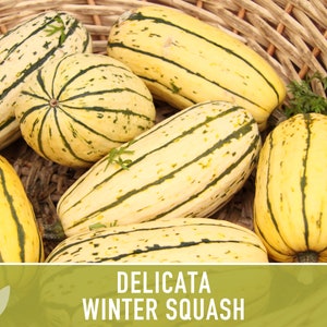 Delicata Winter Squash Heirloom Seeds - Striped Skin, High Sugar ...