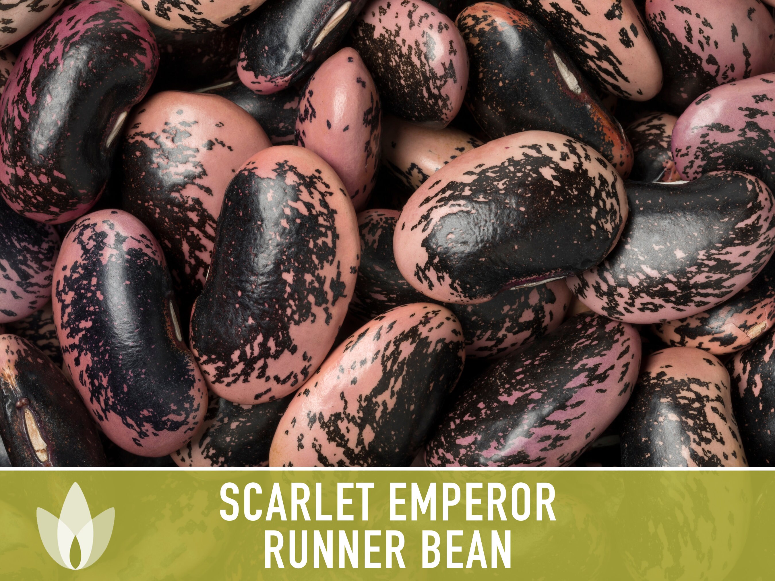 Scarlet Emperor Runner Bean Seeds | 15+ Seeds, Heirloom, Edible Flowers ...