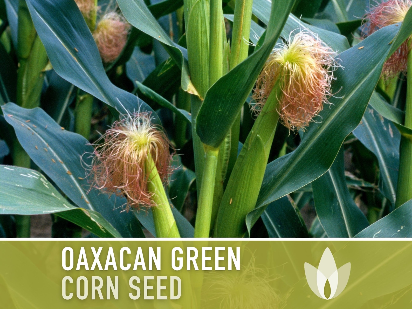 Oaxacan Green Dent Corn Seeds – Heirloom, Ornamental, Flour Corn - Etsy