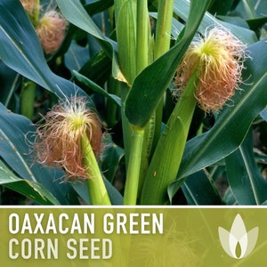 Oaxacan Green Dent Corn Seeds - Heirloom Seeds, Native American Corn ...