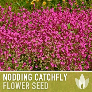 Nodding Catchfly - 100 Seeds - Heirloom Flower Seeds, Drooping Catchfly ...