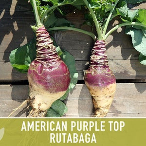 American Purple Top Rutabaga Heirloom Seeds - Root Vegetables, Fall ...