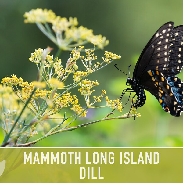 Swallowtail Plant - Etsy