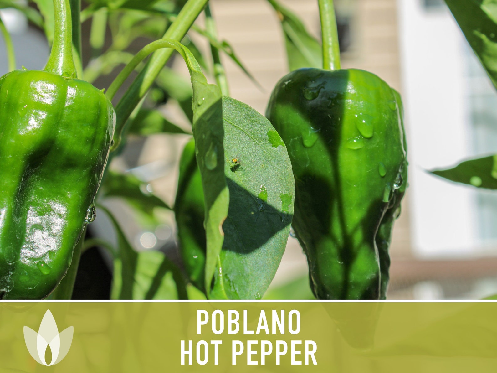 Poblano Ancho Hot Pepper Heirloom Seeds Chili Rellenos, Mexican Ancho ...