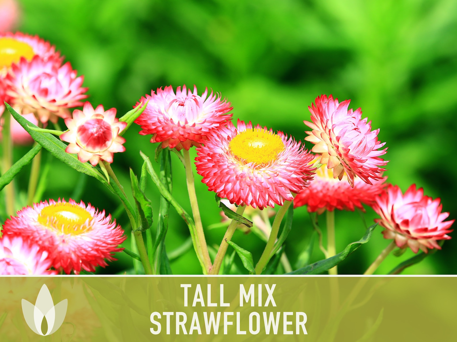 Strawflower, Tall Mix Heirloom Seeds Flower Seeds, Cut Flower, Dried ...