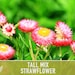 Strawflower, Tall Mix Heirloom Seeds - Flower Seeds, Cut Flower, Dried ...