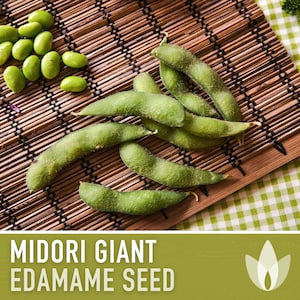Midori Giant Edamame Seeds - Heirloom Seeds, Organic Soybean, Japanese ...