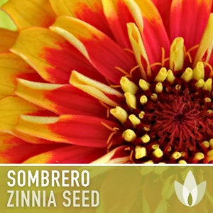 Zinnia, Sombrero Flower Seeds - Heirloom Seeds, Festive Bicolor Blooms ...