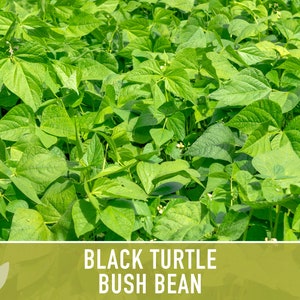 Black Turtle Bush Bean Seeds - Heirloom Seeds, Bush Bean, High Yield ...