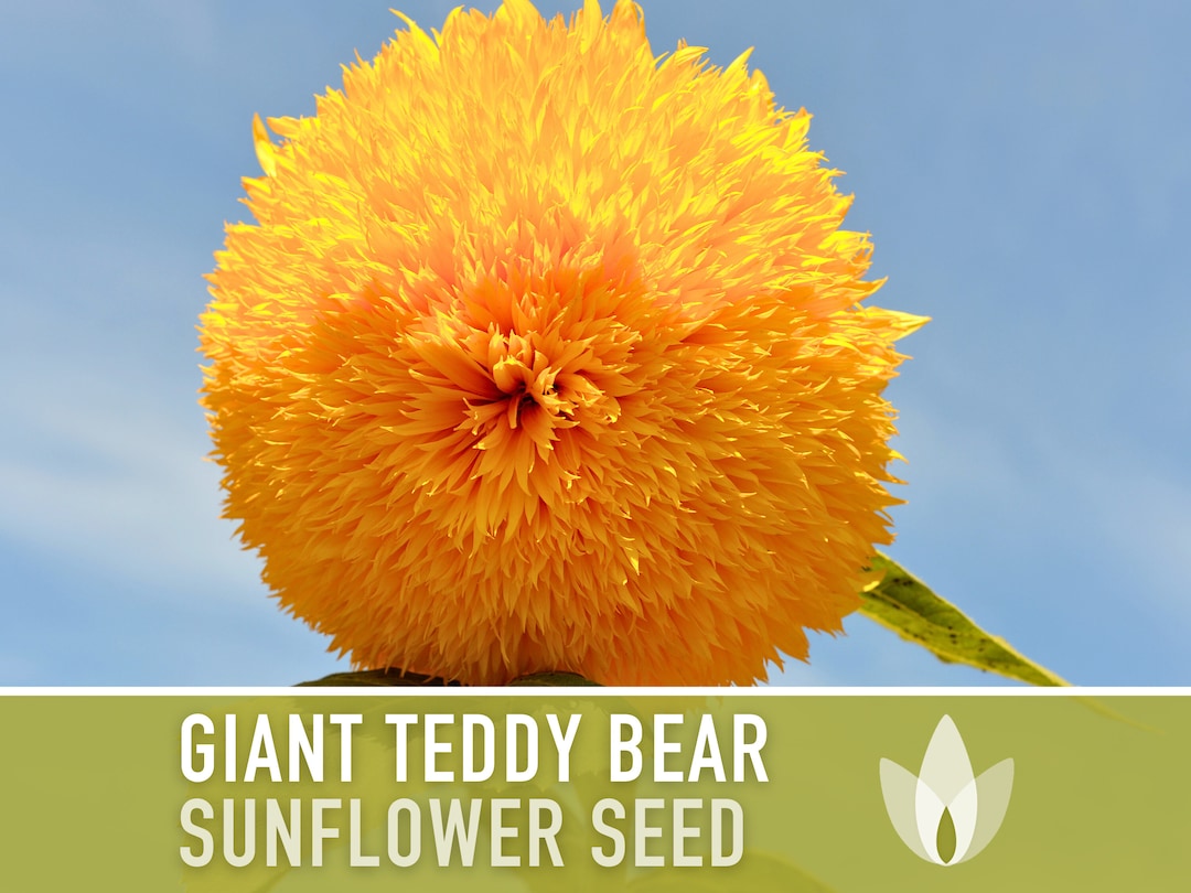 Giant Teddy Bear Sunflower Seeds - Heirloom Seeds, Sunflower Seed ...