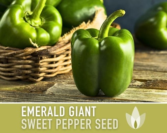 Emerald Giant Pepper Seeds | Sweet | Heirloom | Organic - Etsy