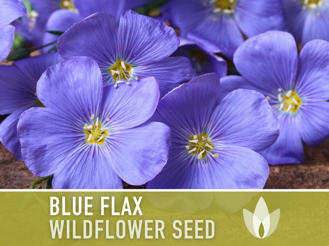 Blue Flax Wildflower Heirloom Seeds - Prairie Flowers, Lewis Flower ...