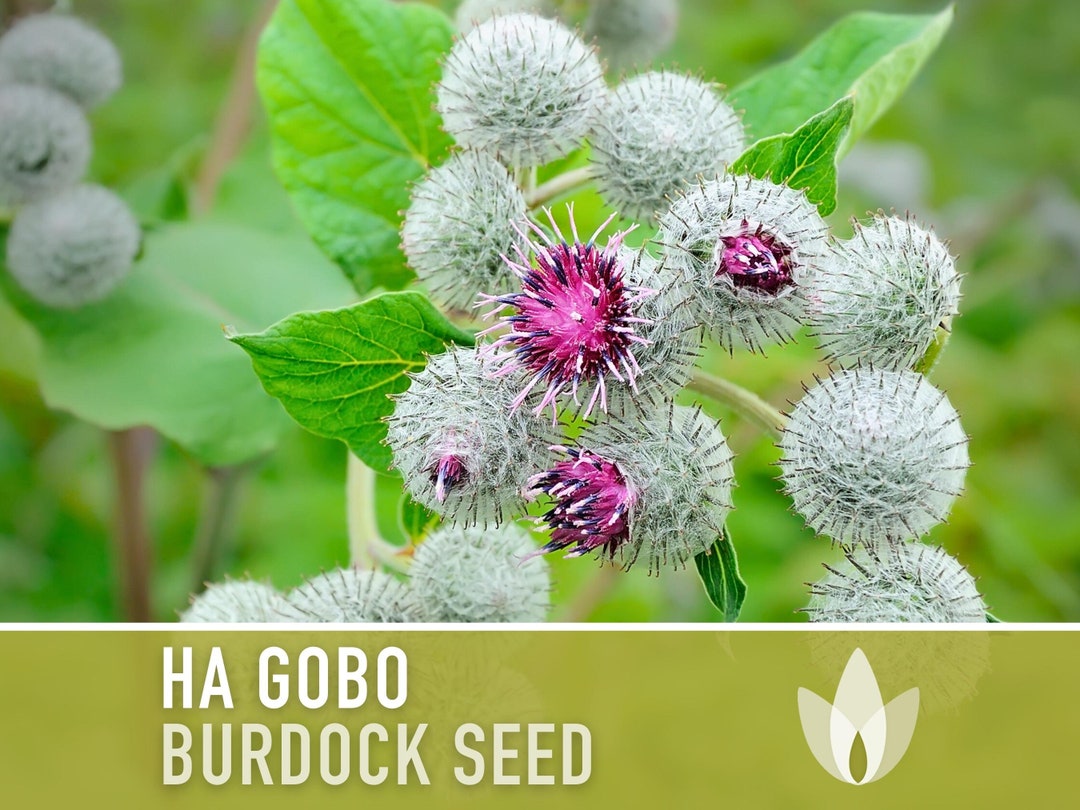 Ha Gobo Burdock Seeds - Heirloom Seeds, Medicinal Herb, Culinary Herb ...