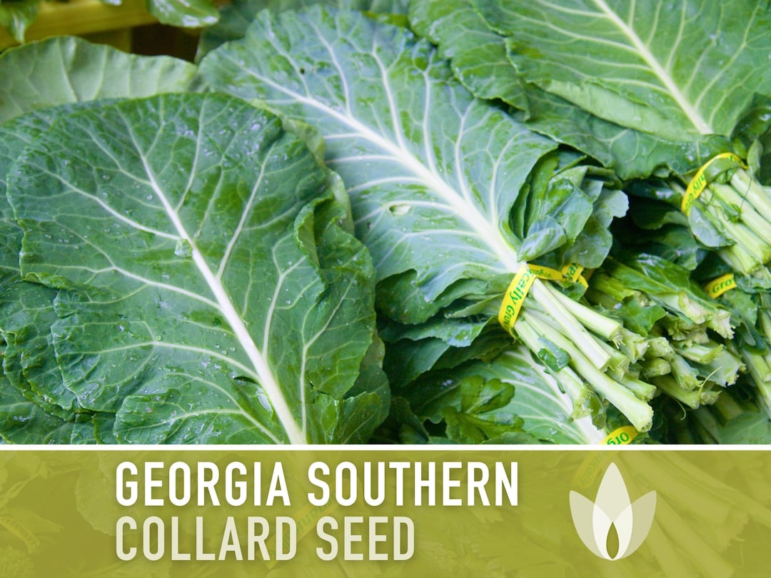 Georgia Southern Collards Heirloom Seeds - Etsy