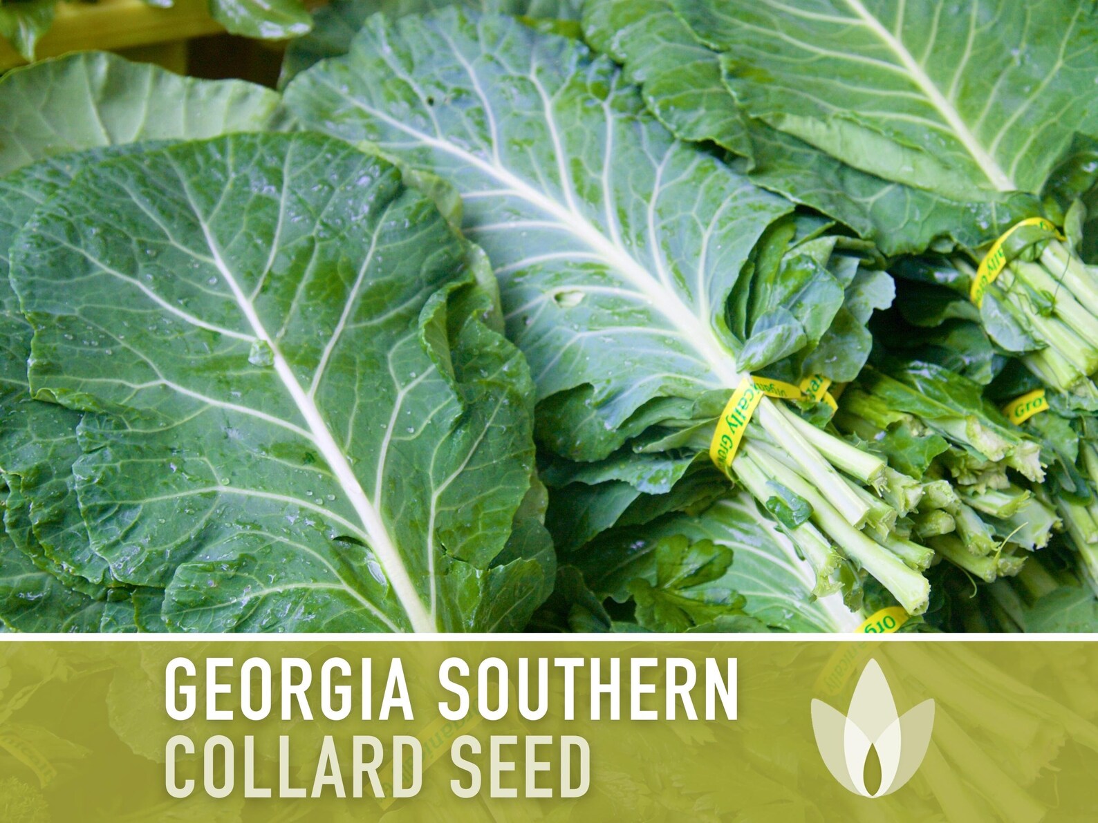 Georgia Southern Collards Heirloom Seeds - Etsy
