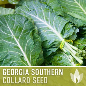 Georgia Southern Collards Heirloom Seeds - Etsy