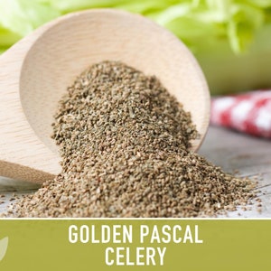 Golden Pascal Celery Heirloom Seeds - Etsy