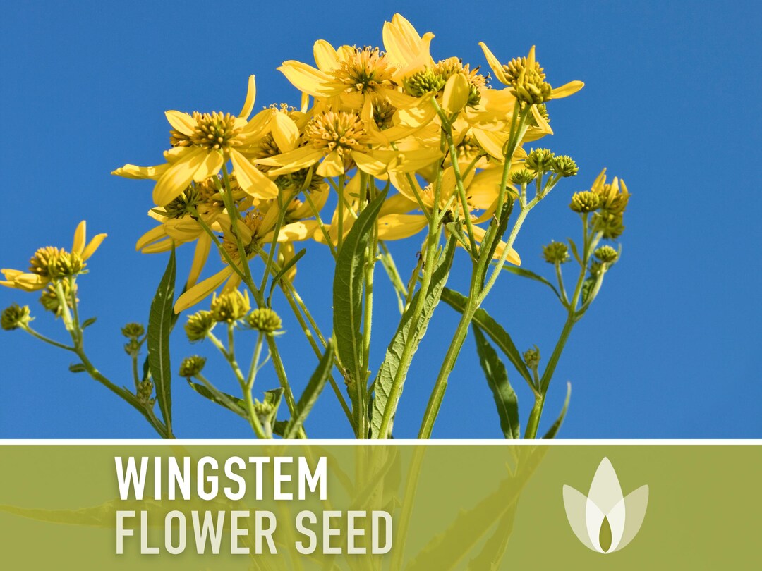 Wingstem Flower Seeds - Heirloom Seeds, Butterfly Host Plant, Native ...