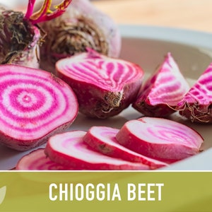 Chioggia Beet Seeds - Heirloom Seeds, Candy Cane, Bullseye Beet, Open ...