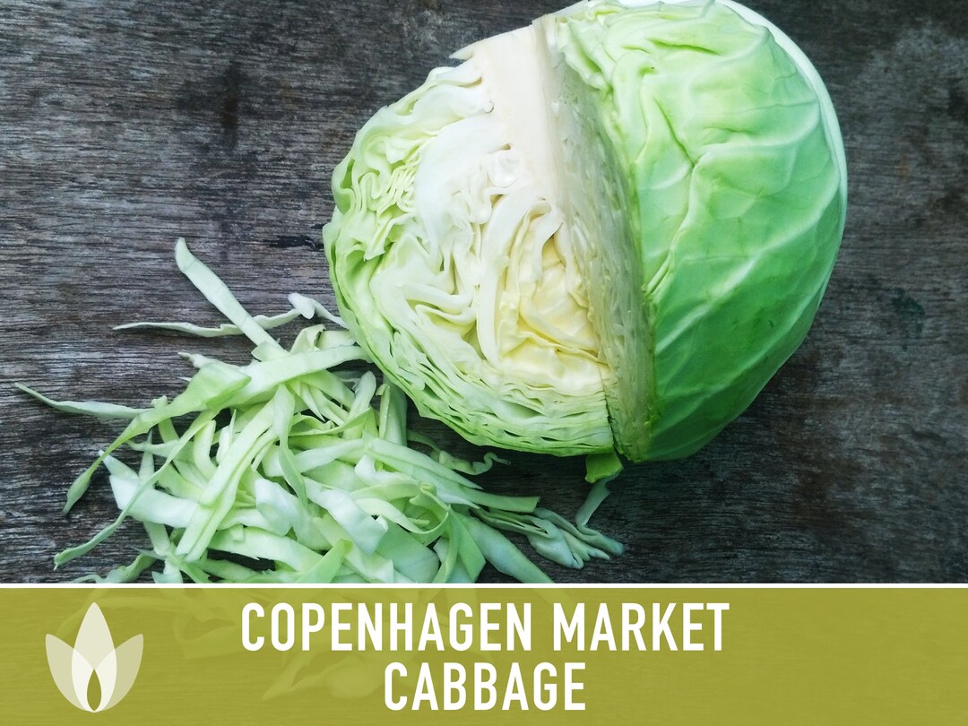 Copenhagen Market Cabbage Seeds Heirloom Seeds Microgreens - Etsy