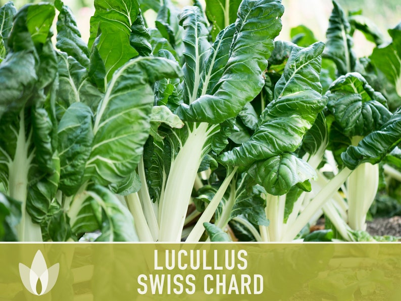 Lucullus Swiss Chard Heirloom Seeds Summer Lettuce Slow - Etsy